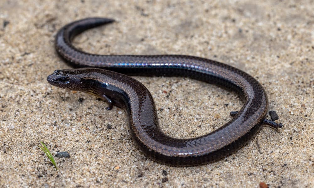 Snakes with Legs Are Becoming a Reality Snakes with Legs Are Becoming a Reality